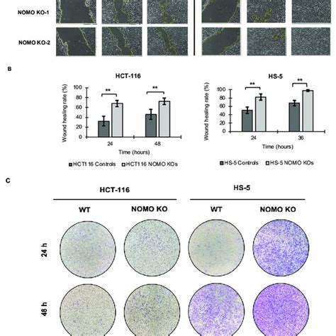 Pathogenic Mutations And Variants Of Uncertain Significance Vus Download Scientific Diagram