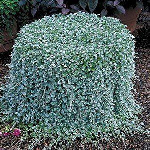 Дихондра серебристая украшает уличные вазону | Container plants, Garden ...