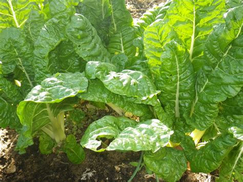 Silverbeet Landsdale Plants
