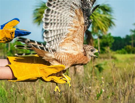 2024 Fwf Photo Contest Winners • Florida Wildlife Federation