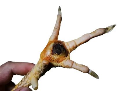 Bumble Foot In Birds Pododermatitis Symptoms Earth Life