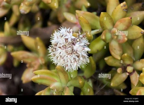 Starry White Flower Head Of Sedum Album White Stonecrop Non Native