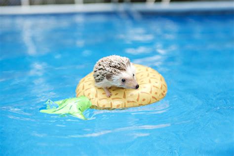 รูปภาพflote เลือกดูภาพถ่ายสต็อก เวกเตอร์ และวิดีโอ645 Adobe Stock