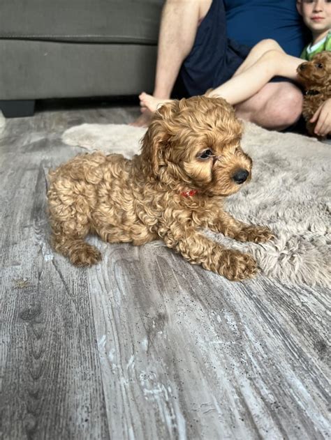 Ralph Rcavapoo