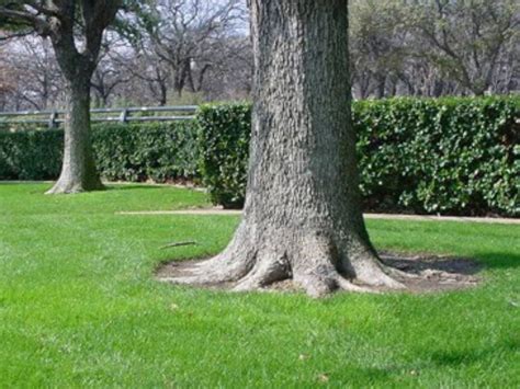 How To Identify Root Flare On Trees