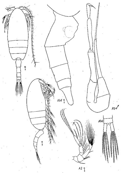 Species Pseudocalanus Major Plate 2 Of Morphological Figures Marine