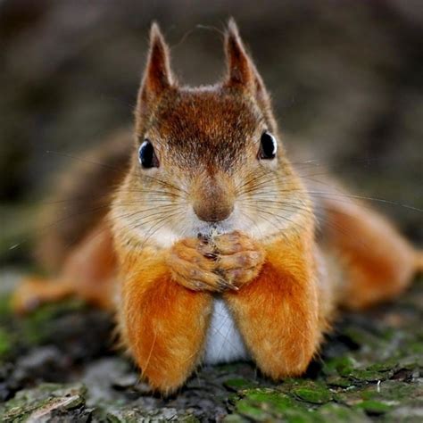 Github Admbeckatb Squirrelcompliments Bot Mirror Of Squirrel