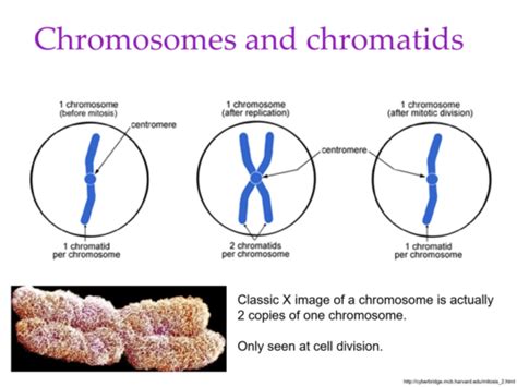 5 Meiosis Mitosis And Inheritance Flashcards Quizlet