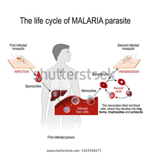 Life Cycle Malaria Parasite First Infected Stock Illustration