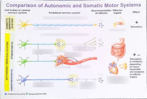 Diagram Of Comparison Of Autonomic And Somatic Motor Systems Quizlet