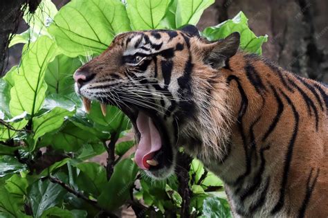 Tiger Head Growling