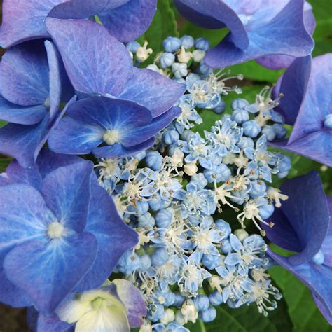 Hortensia Teller Blue Hydrangea Macrophylla Teller Blue