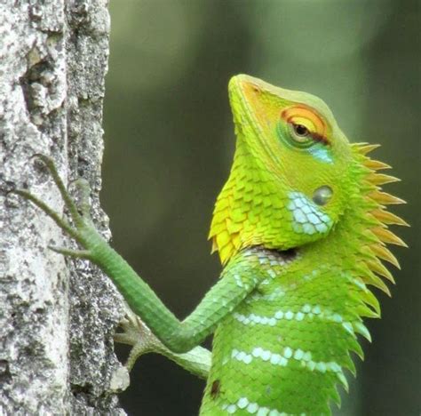 කටුස්සා