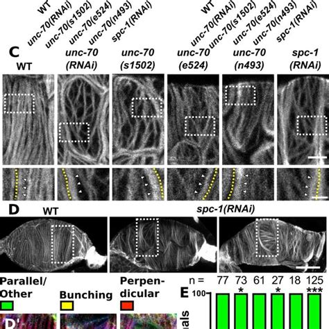 Diagram Of The C Elegans Somatic Gonad A Brightfield Image Of An