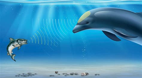 dolphin echolocation infographics 25803224 vector art at vecteezy