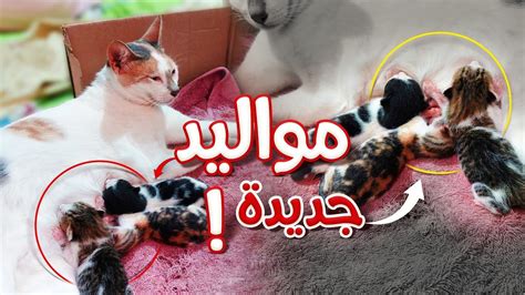 ولادة جديدة للقطة نمنمة مواليد جدد زي العسل Youtube