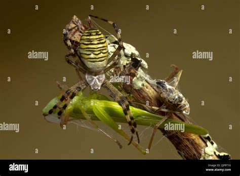 spider grasshopper prey wasp spider argiope bruennichi spiders