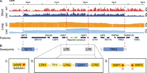 Advantages Of Long Read Sequencing For Resolution Of Complex Or Download Scientific Diagram