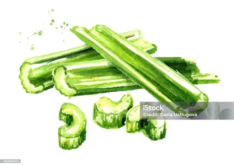 신선한 녹색 셀러리 스토킹 무리 흰색 배경에 고립 수채화 손으로 그린 그림 가지 식물 부위에 대한 스톡 벡터 아트 및 기타 이미지 가지 식물 부위 건강한 생활방식