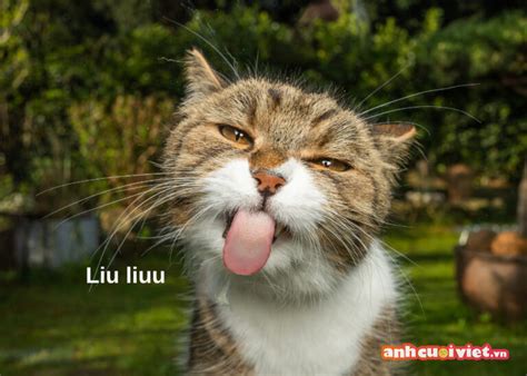 Top 99 Meme Mèo đáng Yêu ảnh Mèo Chế Siêu Hài Hước Mới Nhất Ảnh