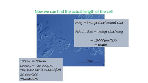 Calculatingmagnificationsizeofspecimensupdated 240819071546 3c61fd4f Pptx