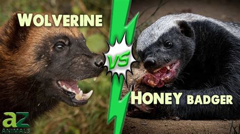 Wolverine Vs Honey Badger Who Would Win In A Fight Youtube