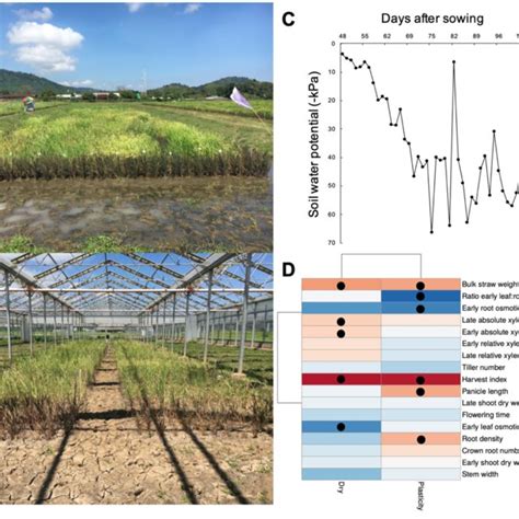 Pdf Evolutionary Systems Biology Reveals Patterns Of Rice Adaptation To Drought Prone Agro