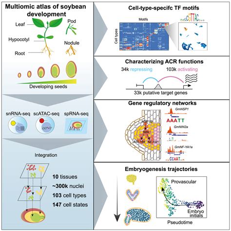 Spatially Resolved Single Cell Multi Omics Atlas Of Soybean Development Plantae