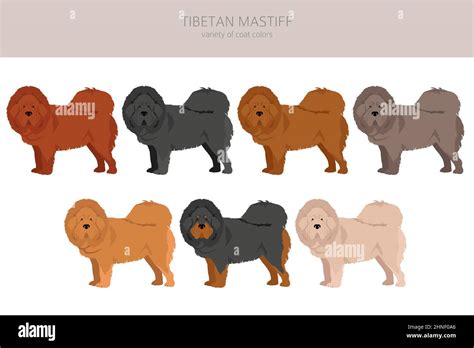 Tibetan Mastiff Clipart Different Poses Coat Colors Set Vector
