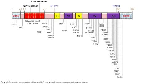 Characterization Of Mutations In Prnp Prion Gene And Their Possible Ndt