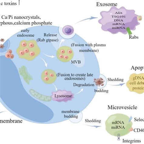 Schematic Diagram Of Extracellular Vesicle Release By Figdraw