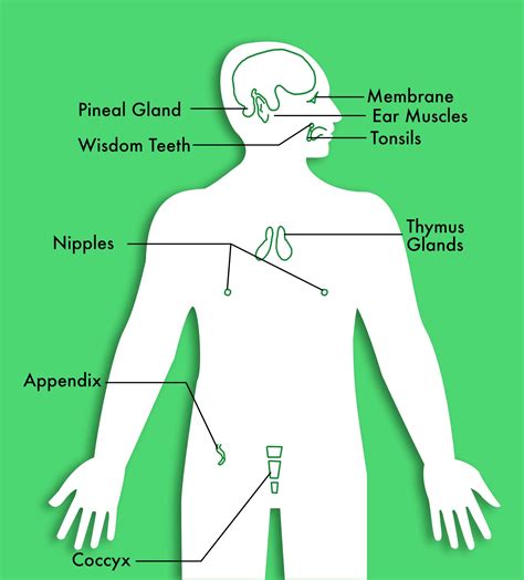 Vestigial Structures In Humans