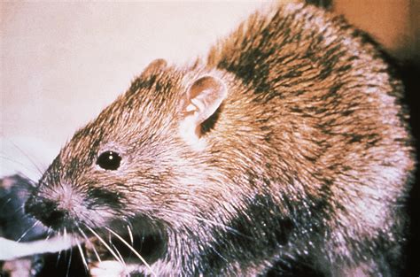 Black Rats Plague