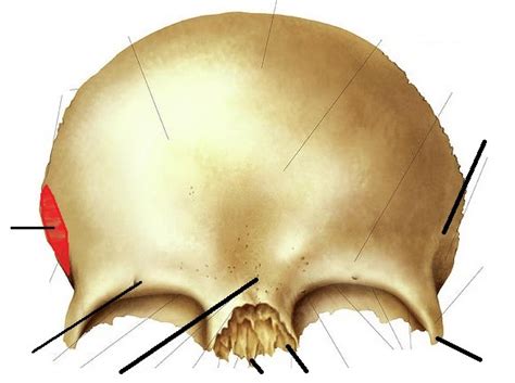 Diagram Of Frontal Bone Ectocranial Quizlet
