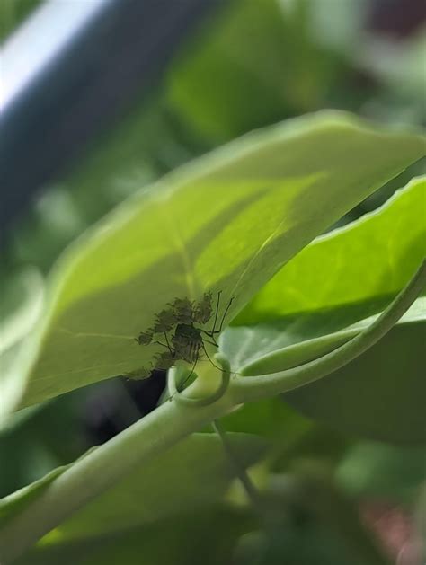Pea Aphids Help Rgardening