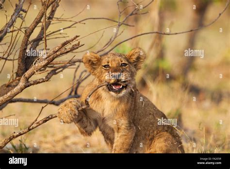 Lion Panthera Leo Playful Cub Biting A Twig Savuti Chobe National Park Botswana Stock