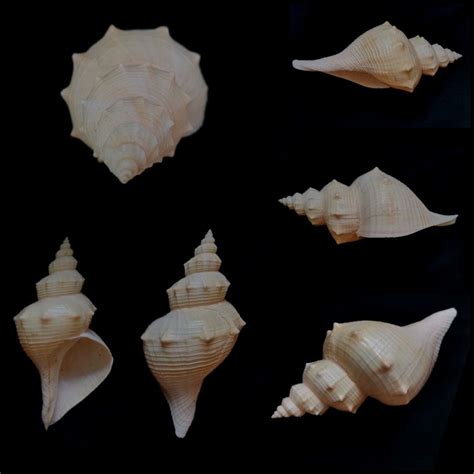 Sea Shell Hemifusu Tuba Fusus Hobbies And Toys Memorabilia And Collectibles Vintage