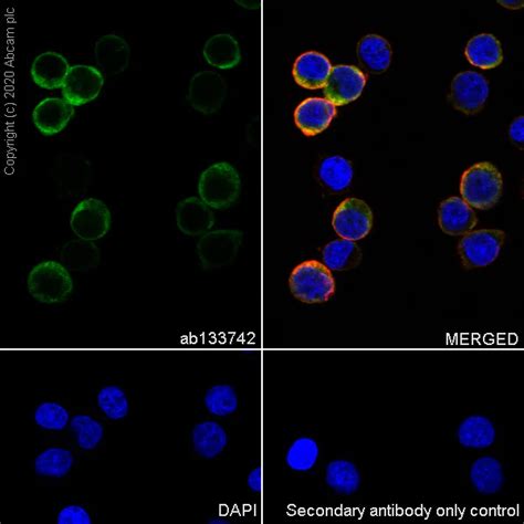 Eph Receptor B3抗体 Epr8280 Bsa And Azide Free Ab248634 Abcam中文官网