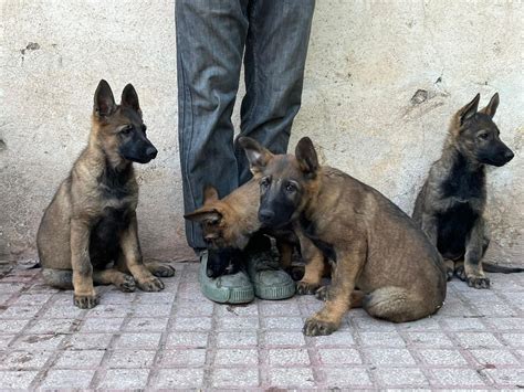 توله ژرمن شپرد ورک لاین رنگ سیبل شجره دار در تهران