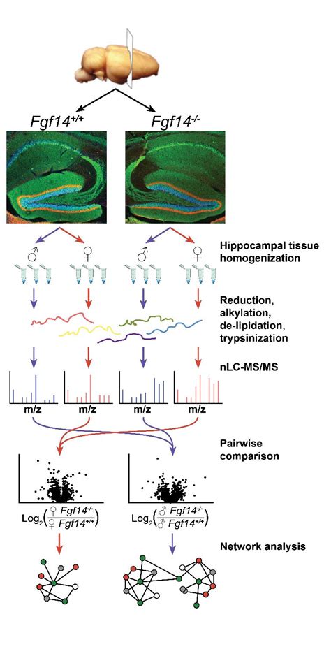 Overview Of Label Free Proteomics Workflow And Analysis Workflow