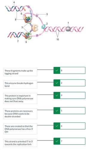 Genetics Final Flashcards Quizlet