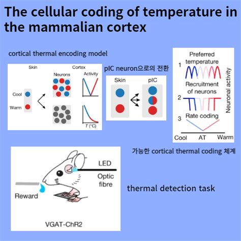 The Cellular Coding Of Temperature In The Mammalian Cortex Science