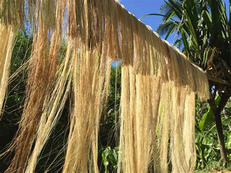Mindanaos Yield Offsets Big Abaca Decline In Bicol Radio Philippines