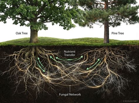 Mycorrhizae
