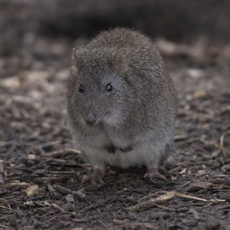 Potorous Tridactylus Long Nosed Potoroo