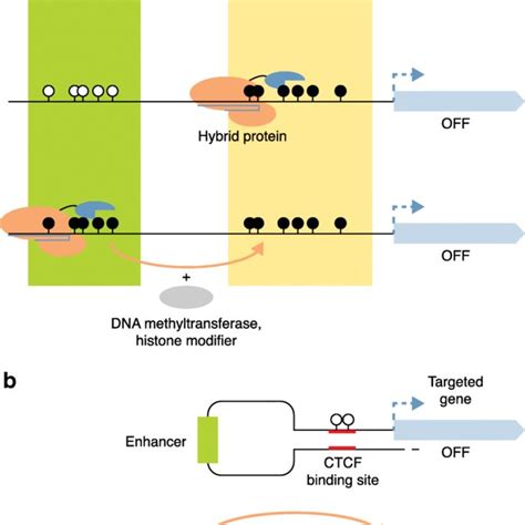 Summary Table Of Tale And Crispr Based Targeted Demethylation Tools