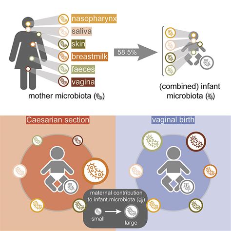 Mother To Infant Microbiota Transmission And Infant Microbiota