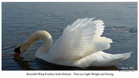 Swan Lovers
