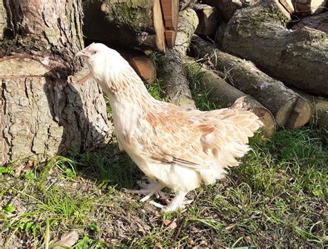 Lachshühner Hennen Rassehühner Hühner Kaufen Geflügelhof