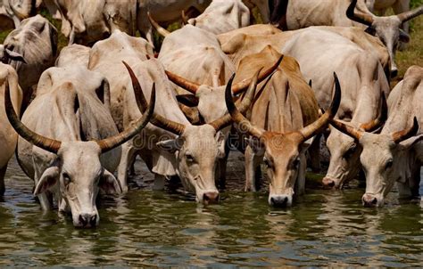 horned herd at the watering hole stock image image of large green